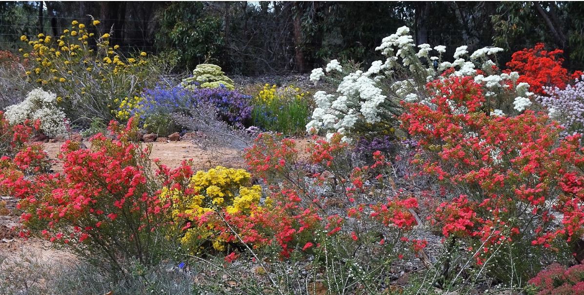 WA Native Plant Sale » York Visitors Centre